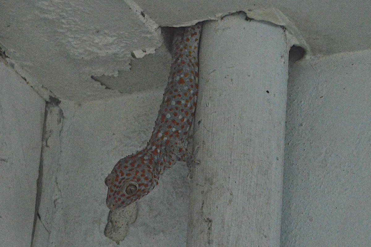 Tokay gecko makes an appearance | Micah Woods: the official site